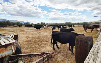 SaddleBrooke’s Giant Neighbor: The Rail X Ranch – SaddleBrooke Progress